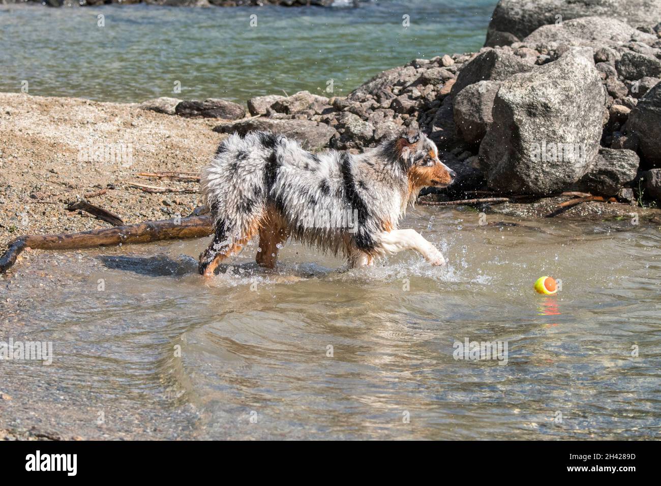 blue merle Australian shepherd puppy dog runs on the shore of the ...