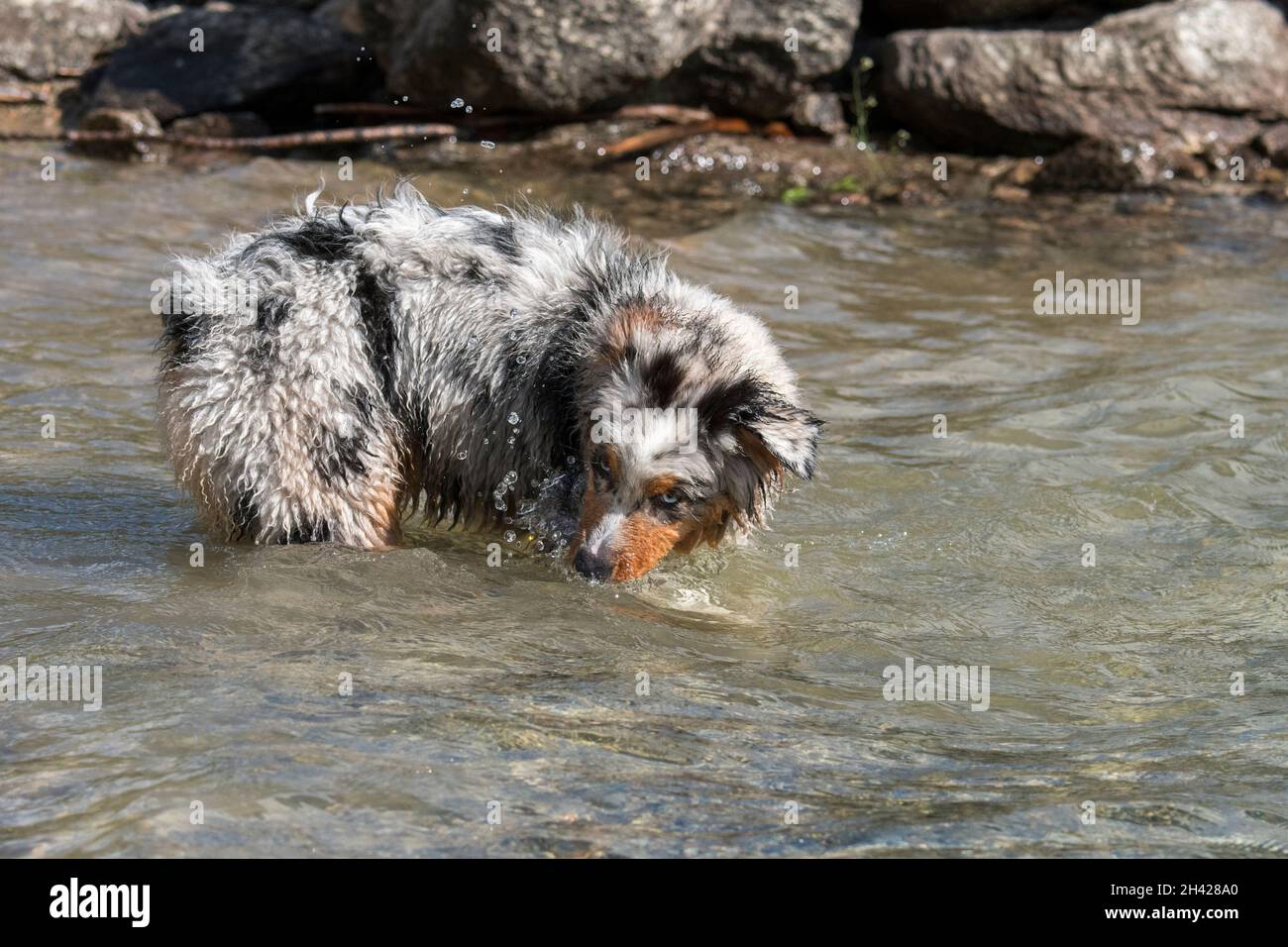 blue merle Australian shepherd puppy dog runs on the shore of the ...