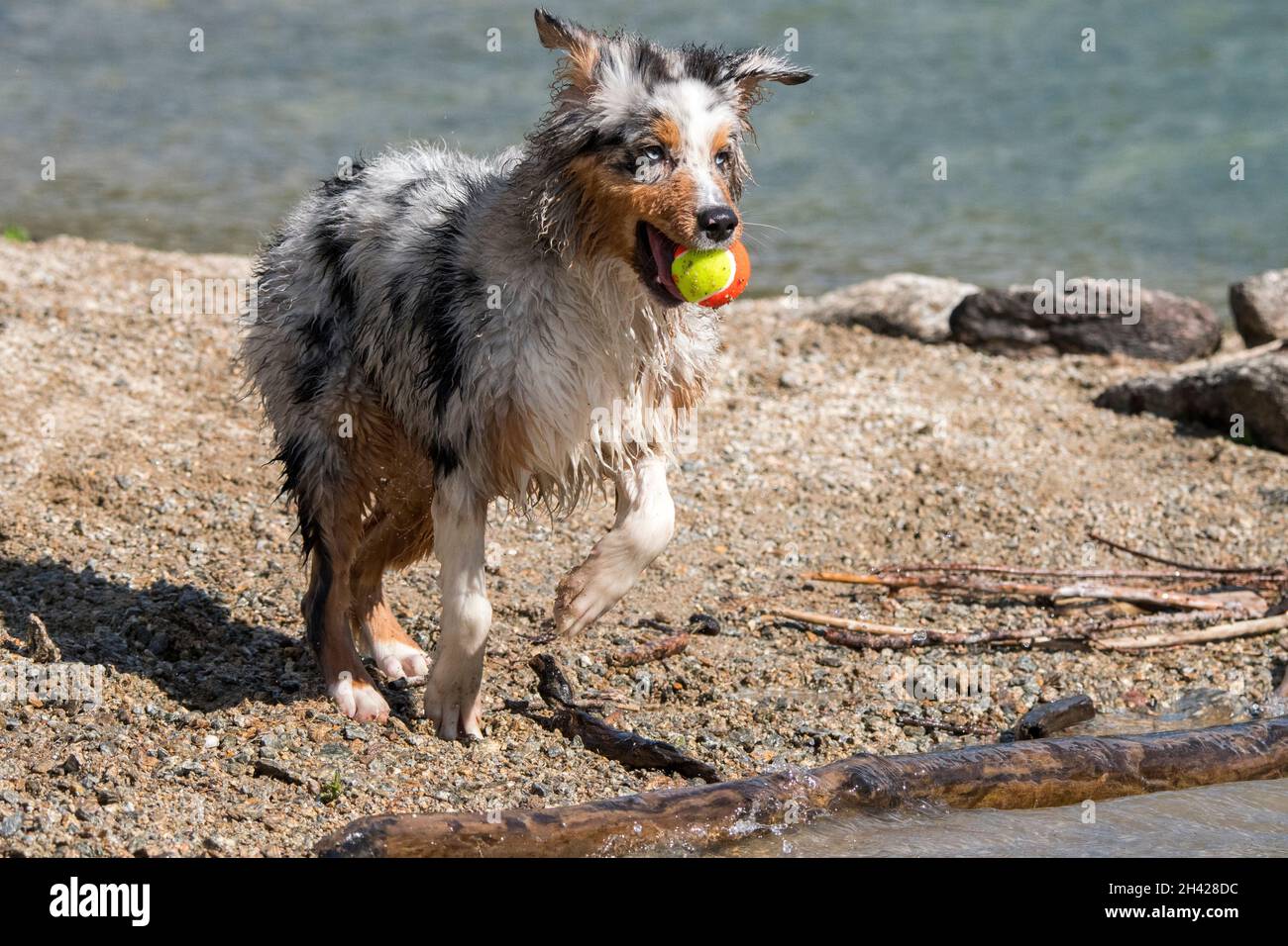 blue merle Australian shepherd puppy dog runs on the shore of the ...