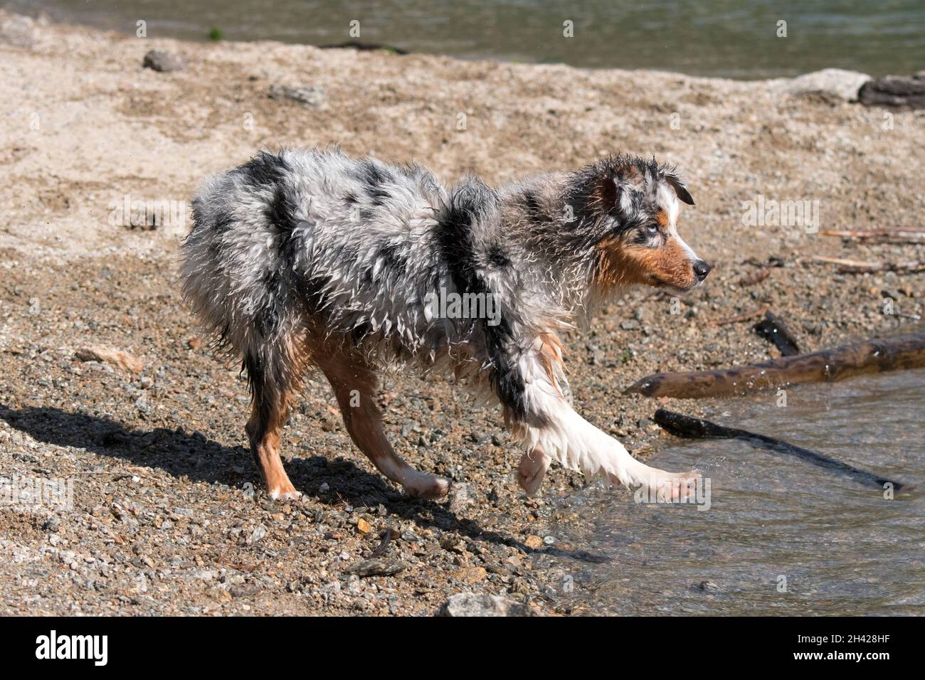 blue merle Australian shepherd puppy dog runs on the shore of the ...