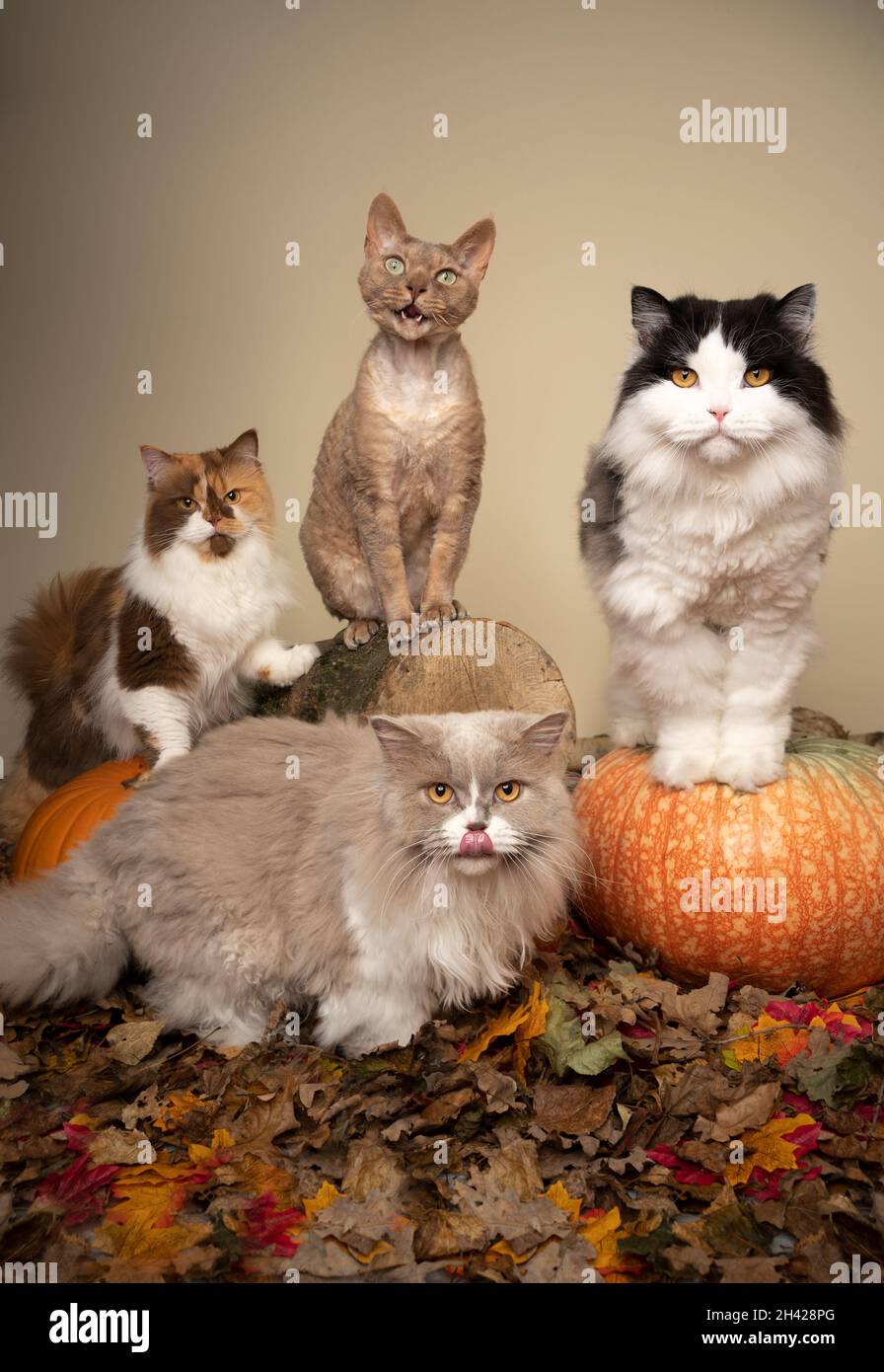 Family hierarchy hi-res stock photography and images - Alamy