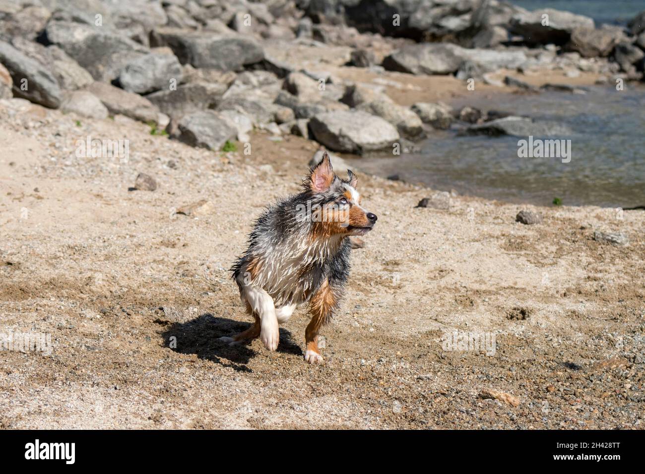 blue merle Australian shepherd puppy dog runs on the shore of the ...