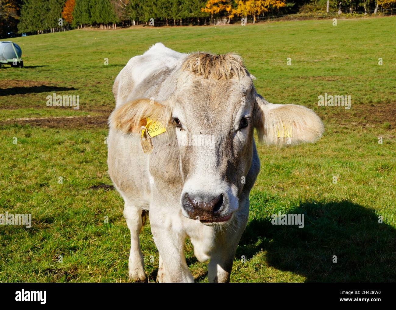 a beautiful beige bull looking closely into the camera in the Bavarian ...