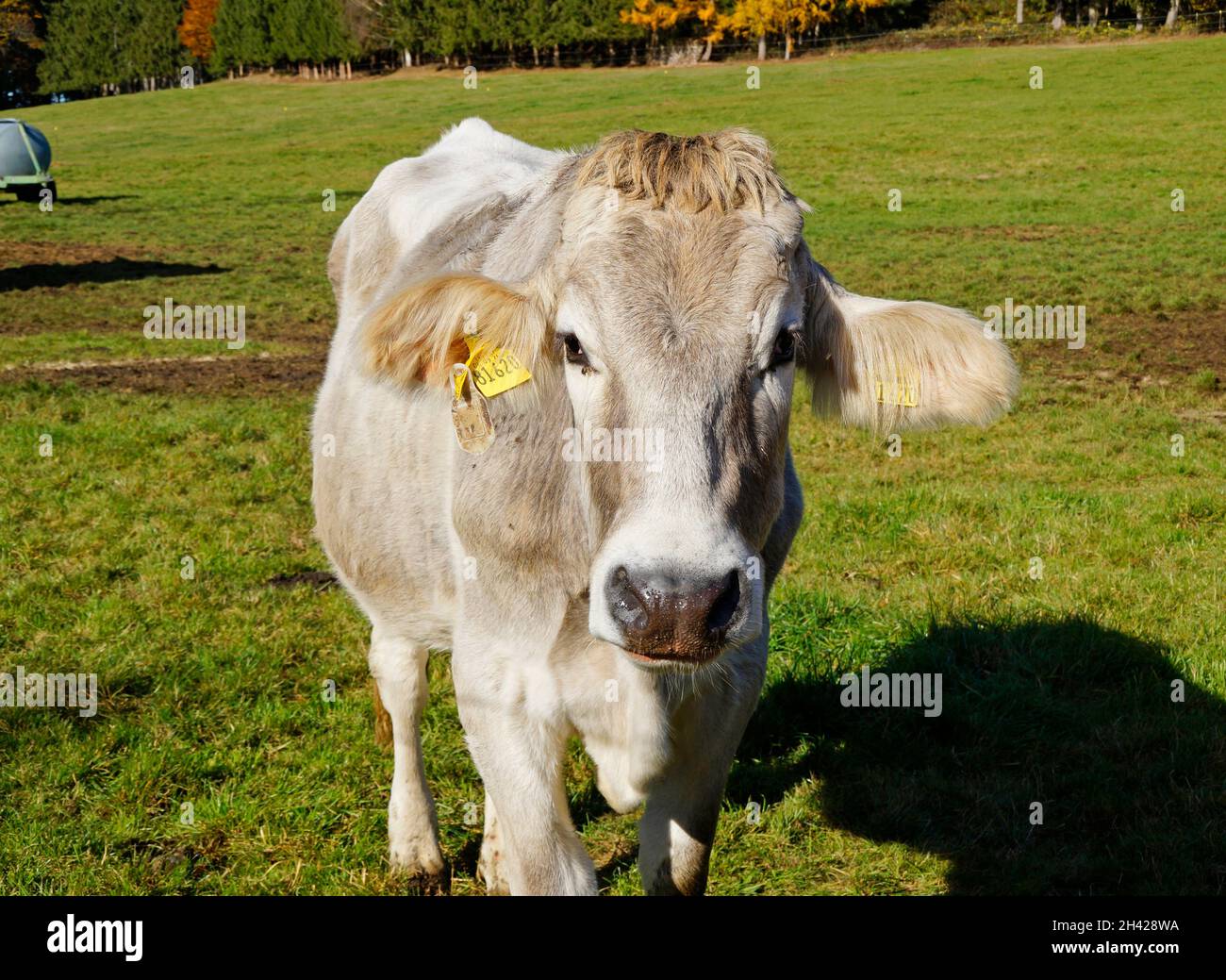 a beautiful beige bull looking closely into the camera in the Bavarian ...