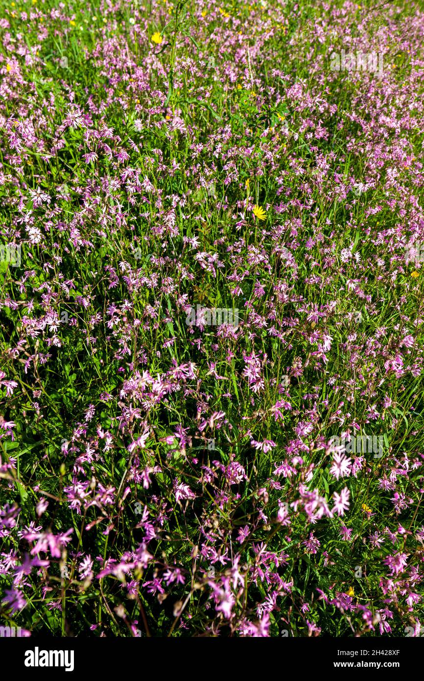 blooming meadow with orchidsnear village Vernasca, Italy Stock Photo ...