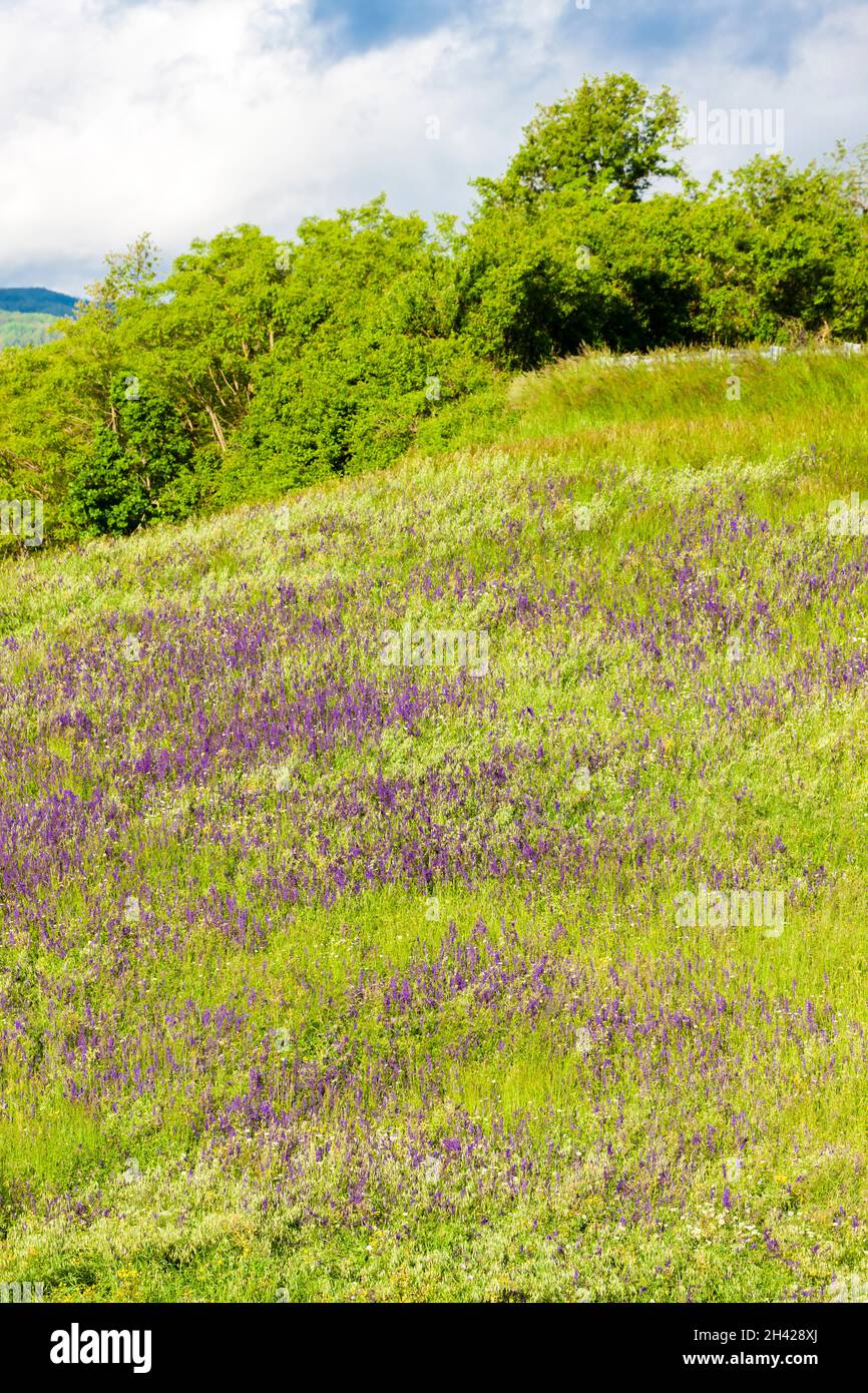 blooming meadow with orchidsnear village Vernasca, Italy Stock Photo ...
