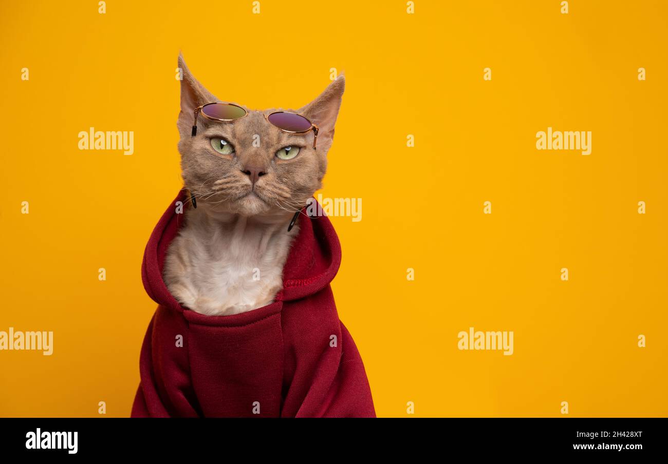 fawn lilac devon rex cat looking cool wearing red hoodie and round ...