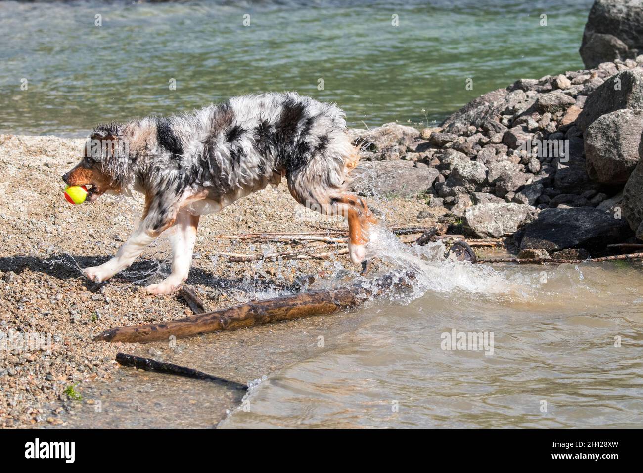 blue merle Australian shepherd puppy dog runs on the shore of the ...