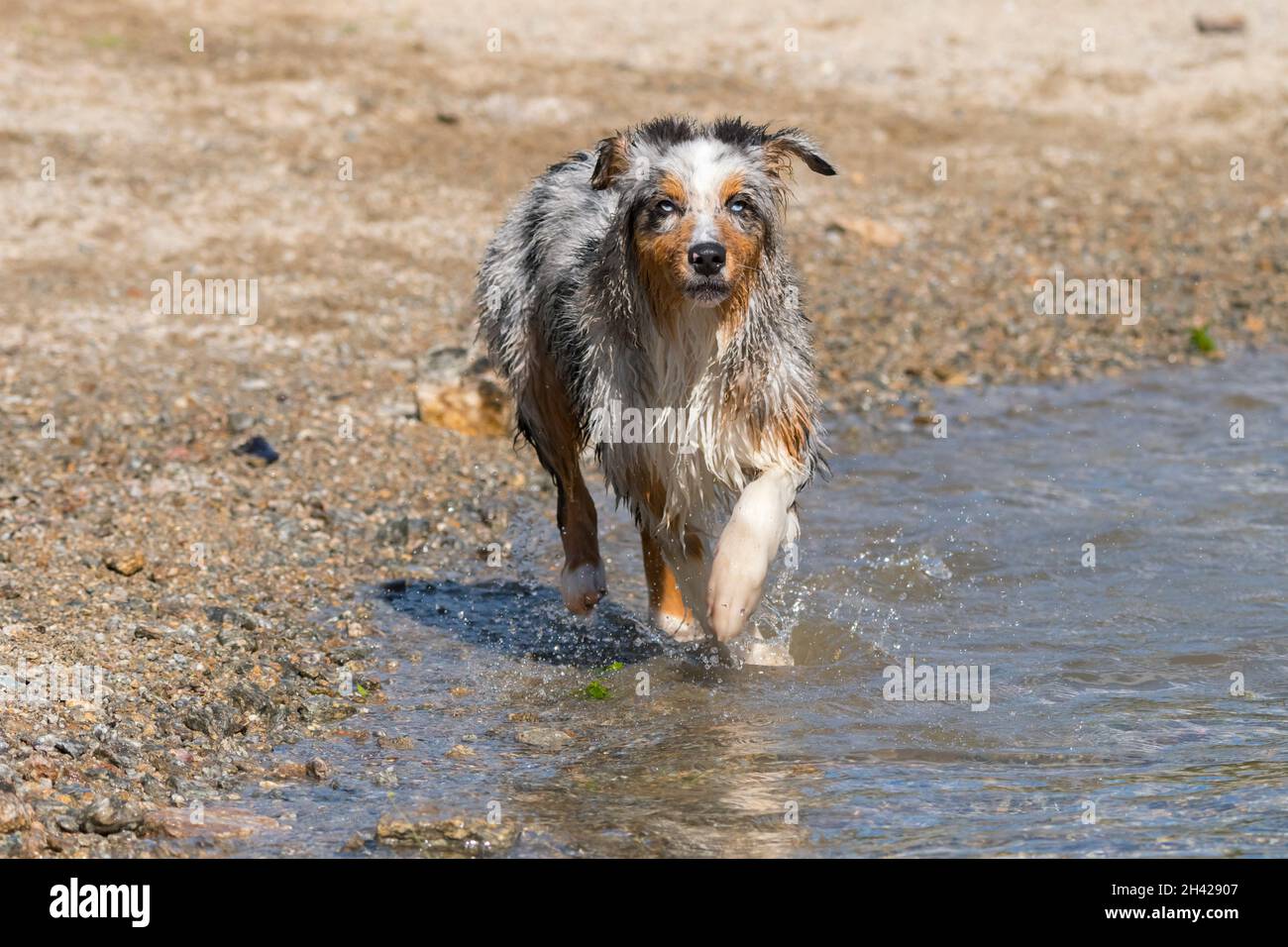 blue merle Australian shepherd puppy dog runs on the shore of the ...