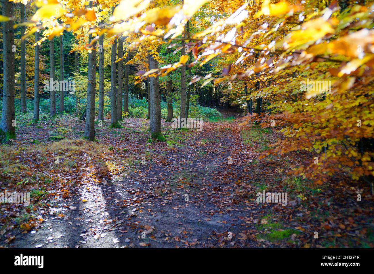 a path in the beautiful autumnal forest on a fine October day in ...