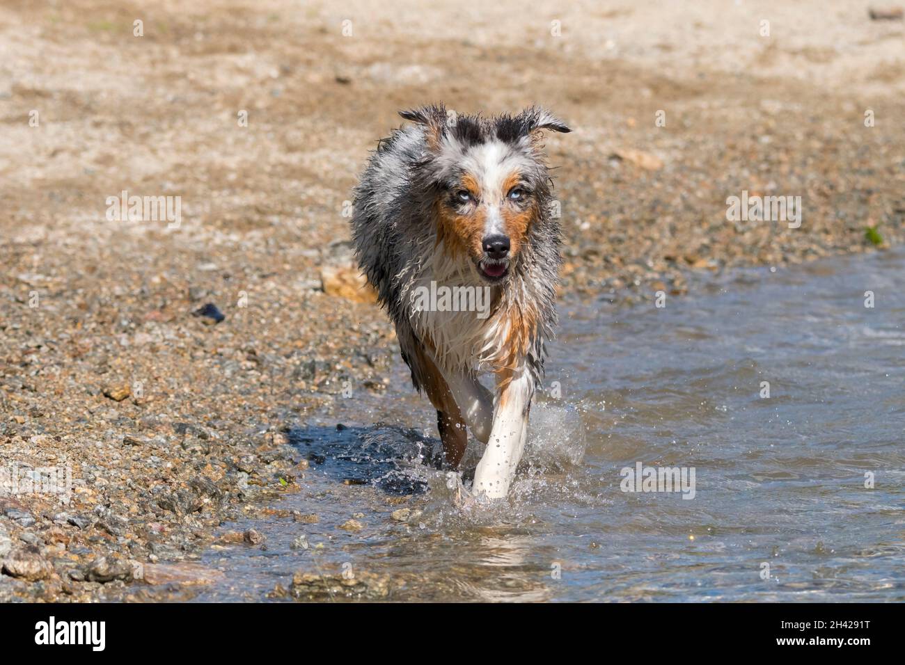 blue merle Australian shepherd puppy dog runs on the shore of the ...