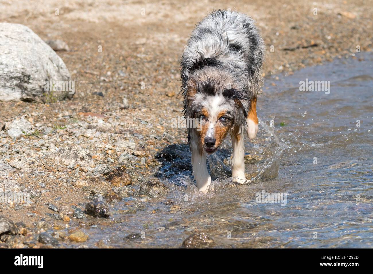blue merle Australian shepherd puppy dog runs on the shore of the ...