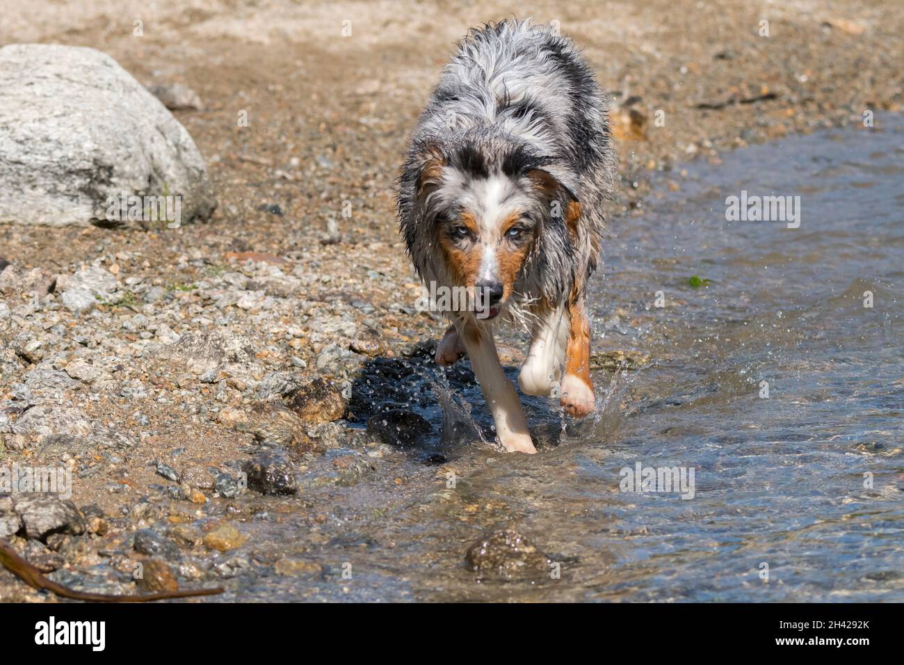 blue merle Australian shepherd puppy dog runs on the shore of the ...