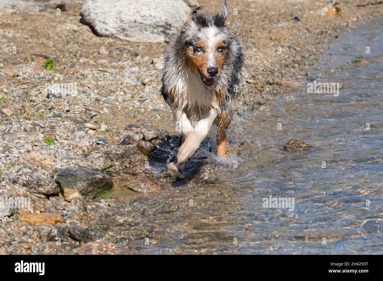 blue merle Australian shepherd puppy dog runs on the shore of the ...