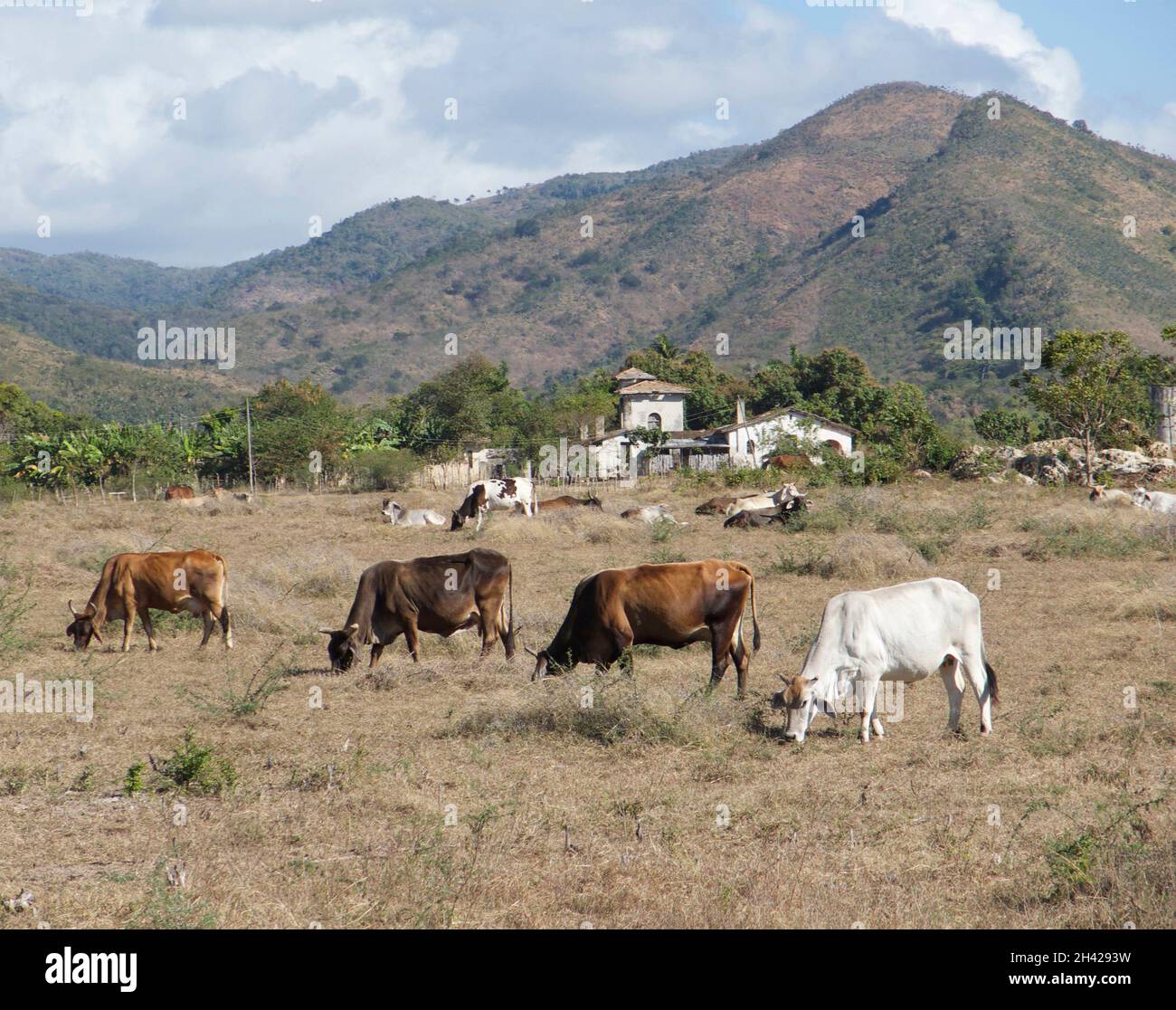 Grazing cattle in Cuba Stock Photo - Alamy