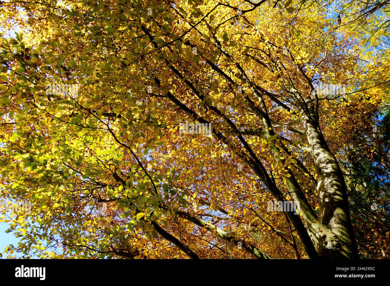 Beautiful tall trees with golden autumn foliage on a sunny and very ...