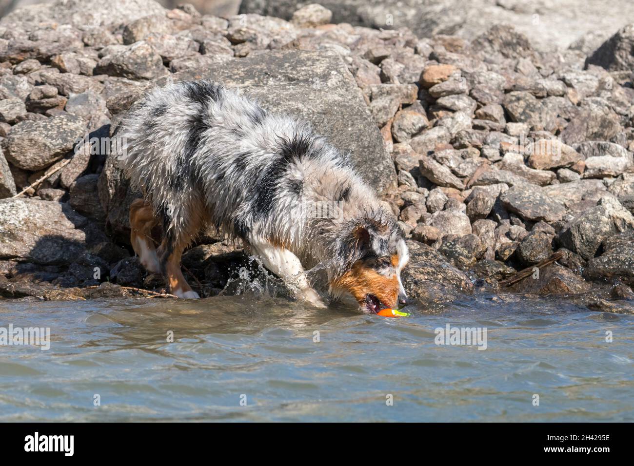 blue merle Australian shepherd puppy dog runs on the shore of the ...