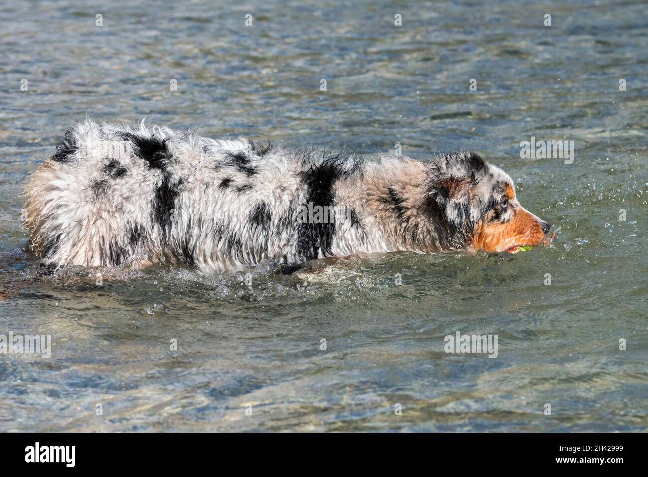 blue merle Australian shepherd puppy dog runs on the shore of the ...