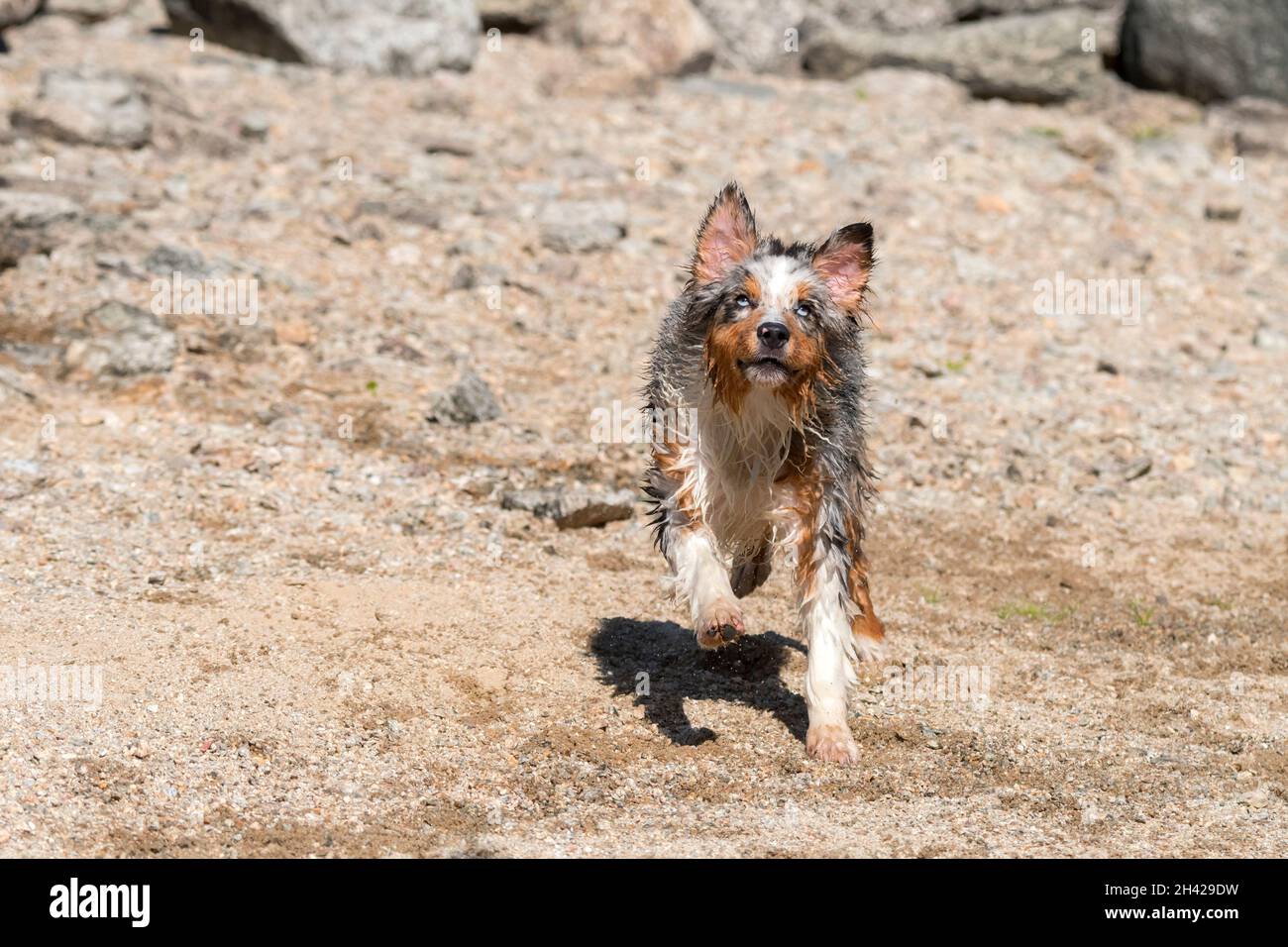 blue merle Australian shepherd puppy dog runs on the shore of the ...
