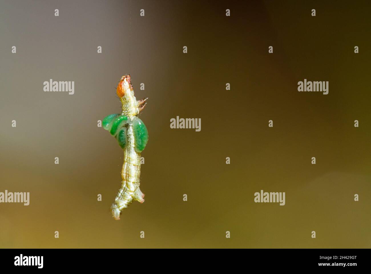 Pine looper moth larva with hatching ichneumon wasp larvae Stock Photo ...