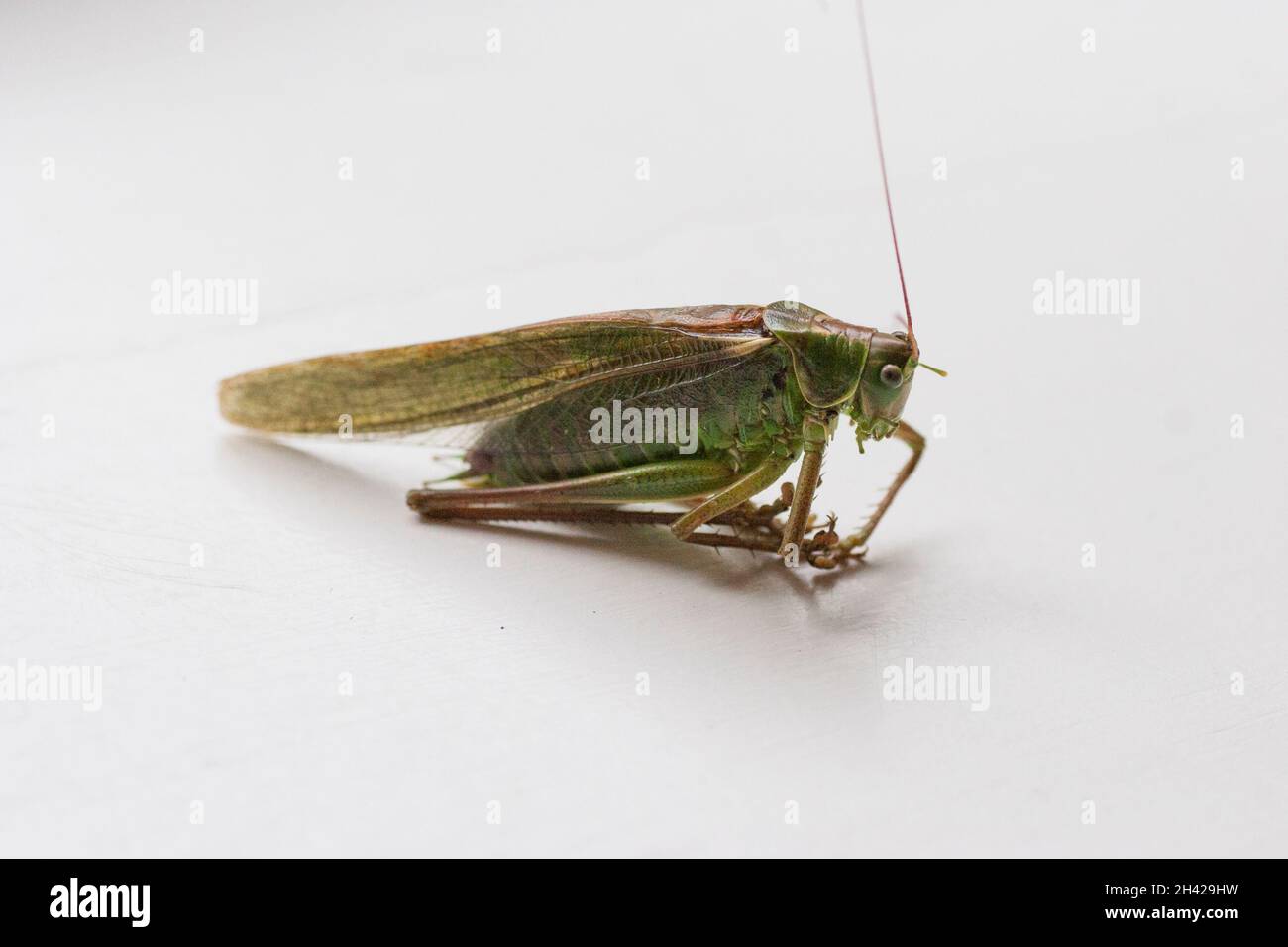 Tettigoniidae hi-res stock photography and images - Alamy