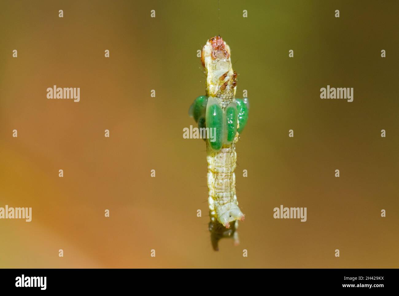 Pine looper moth larva with hatching ichneumon wasp larvae Stock Photo ...