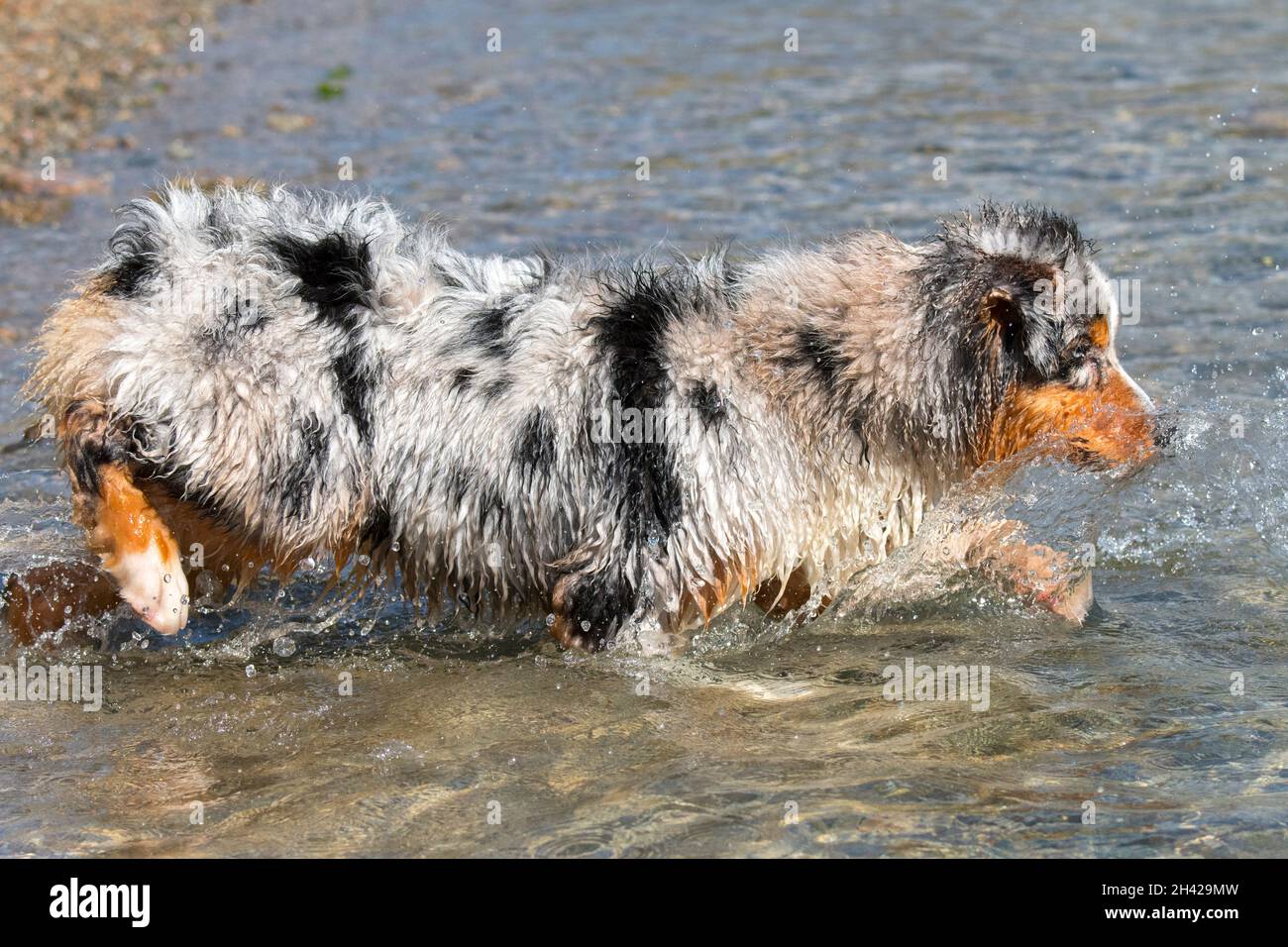 blue merle Australian shepherd puppy dog runs on the shore of the ...