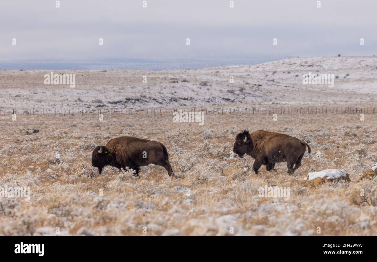Bull Bison in Arizona in Winter Stock Photo - Alamy