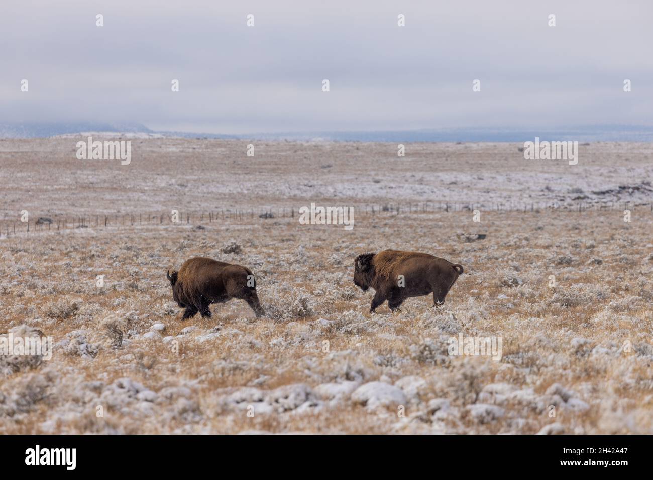 Bull Bison in Arizona in Winter Stock Photo - Alamy