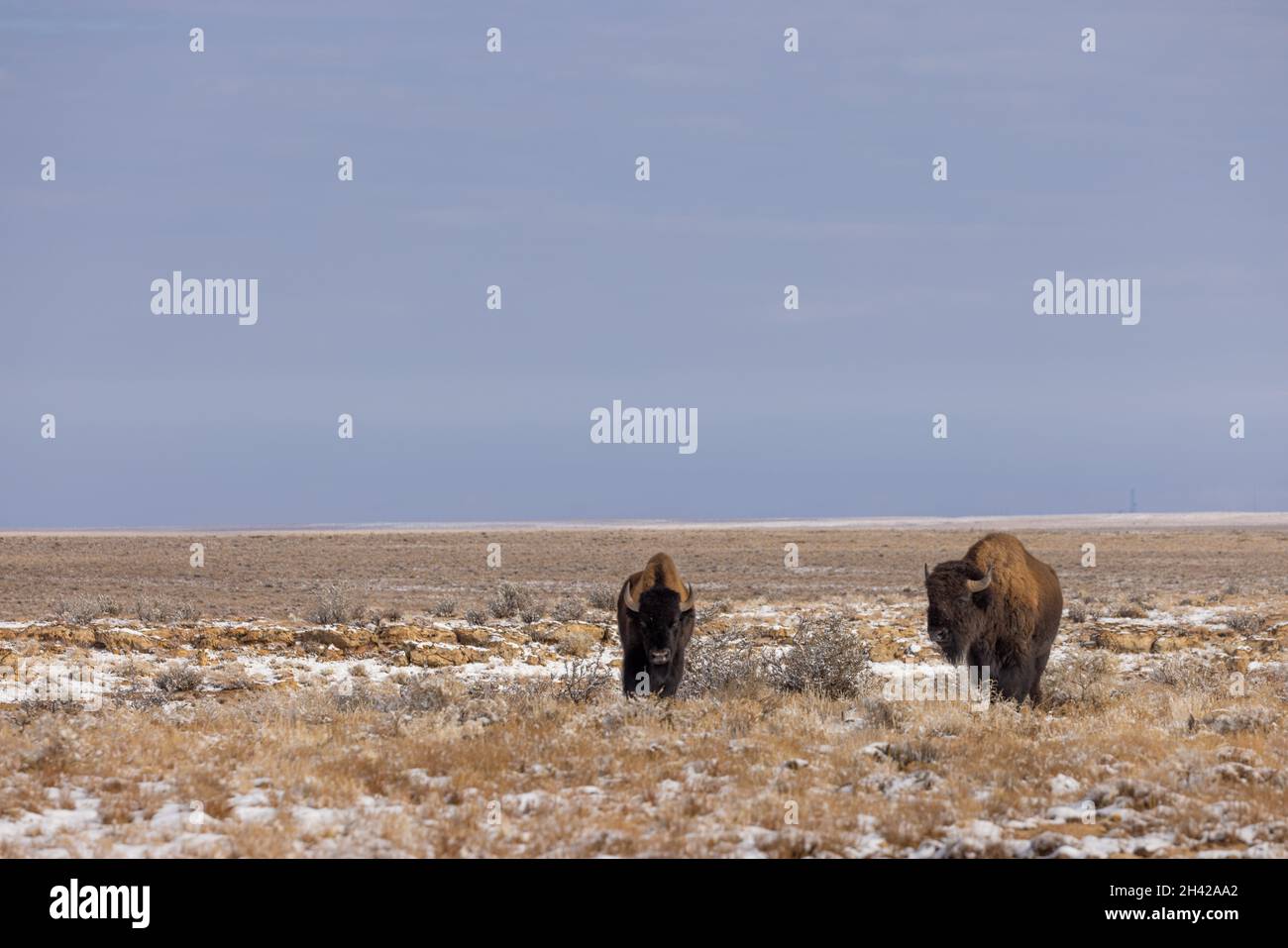 Bison in arizona winter hi-res stock photography and images - Alamy