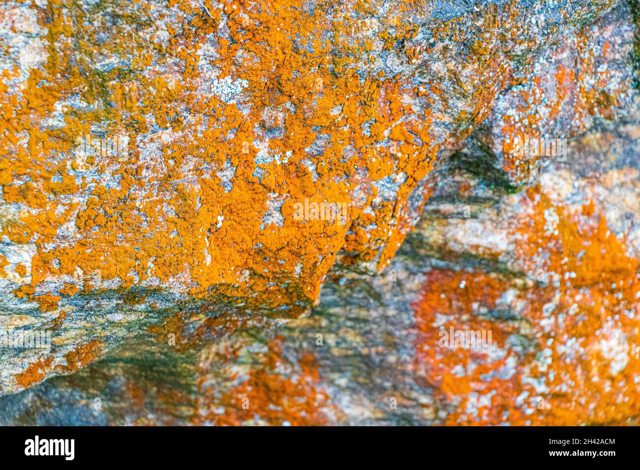 Stone rock texture with colorful green orange red and black moss and ...