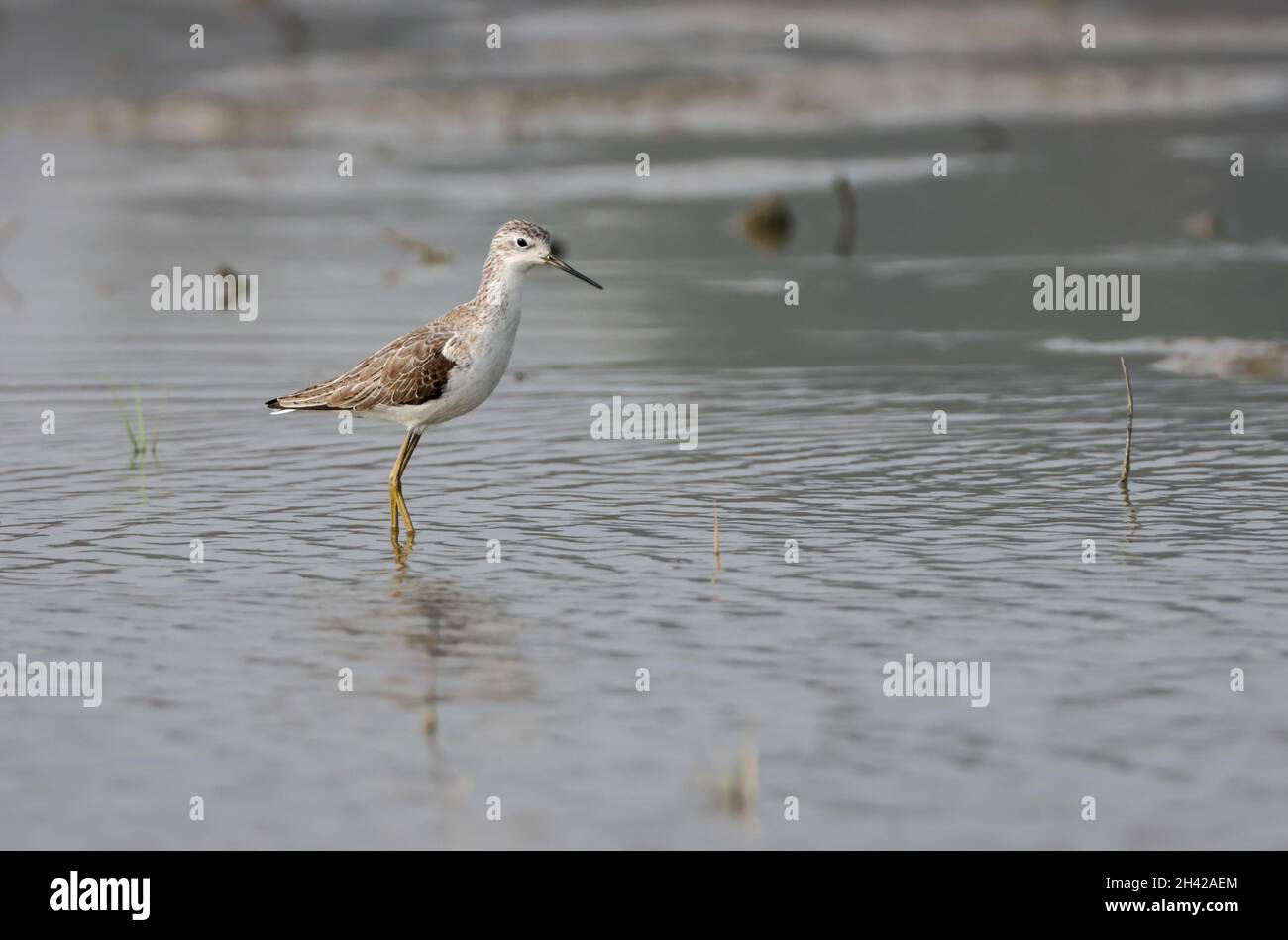 Small wading shore bird hi-res stock photography and images - Alamy
