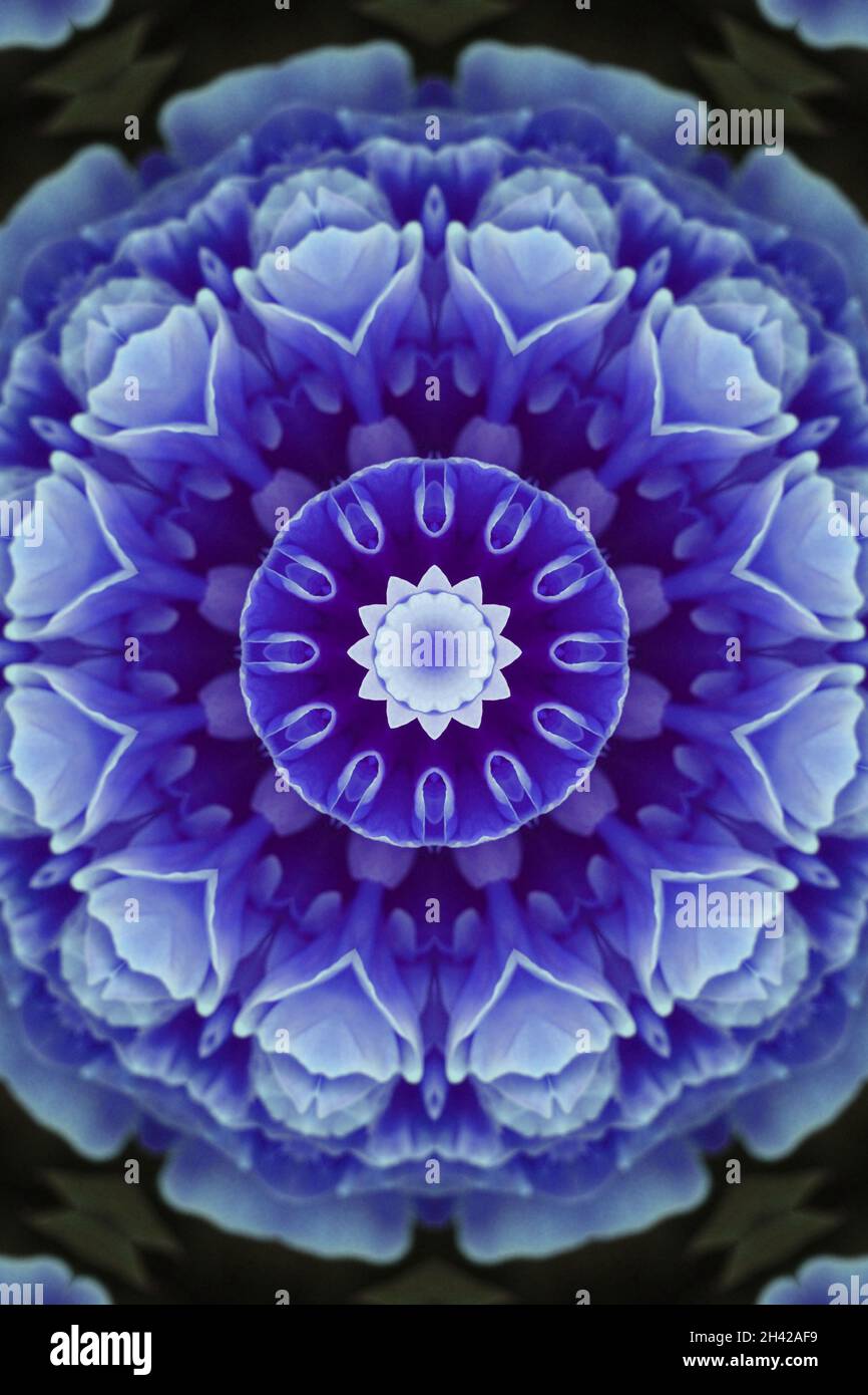 Concentric Flower Center Macro Close-up. Mandala Kaleidoscopic design ...
