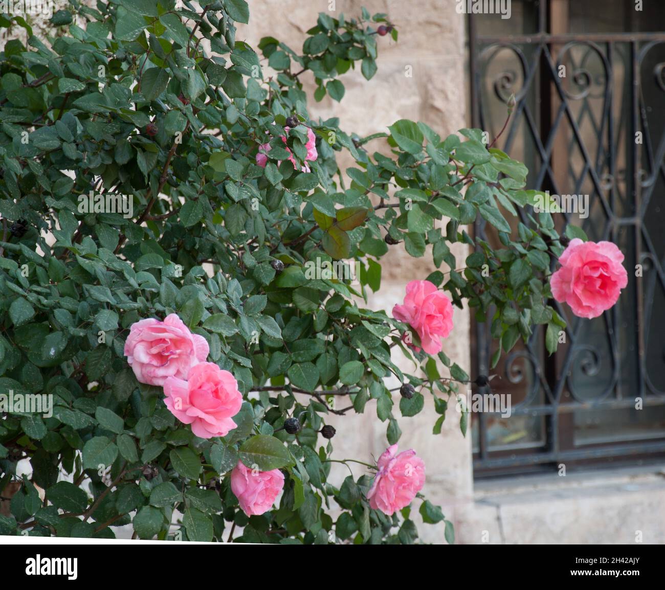 Roses at a window in Amman, Jordan, Middle East Stock Photo - Alamy