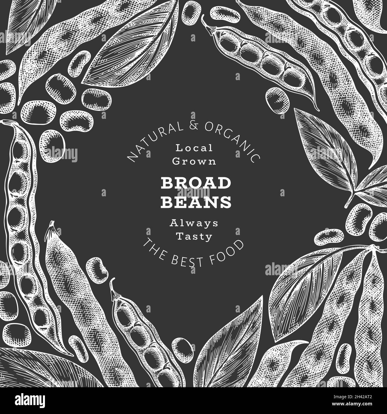 Hand drawn broad beans design template. Organic fresh food vector ...