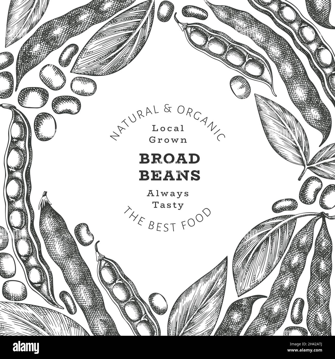 Hand drawn broad beans design template. Organic fresh food vector ...