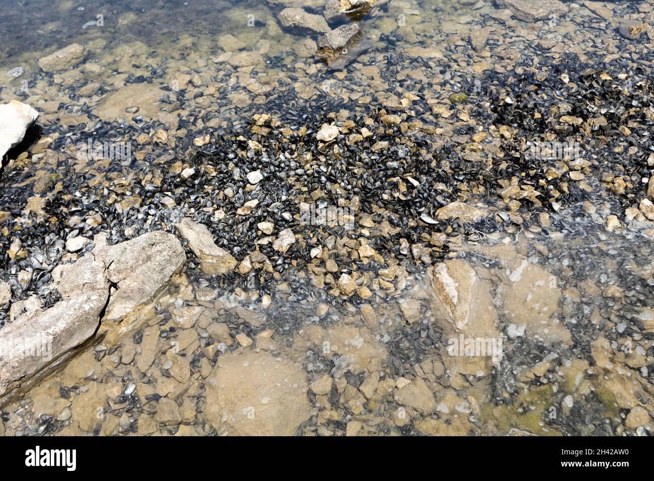 Black seashells in the shalow sea water on the coast of Sibenik near ...