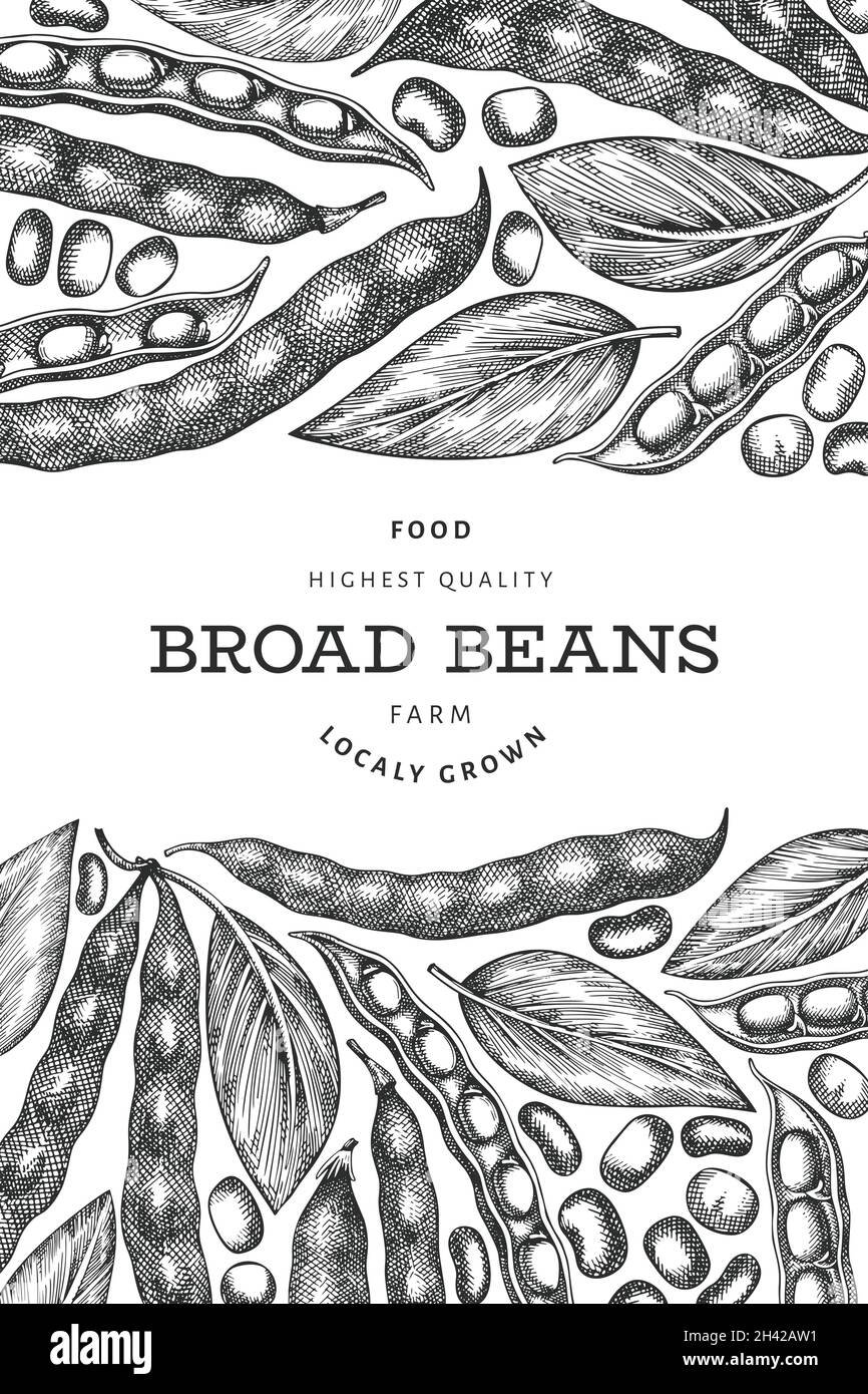 Hand drawn broad beans design template. Organic fresh food vector ...