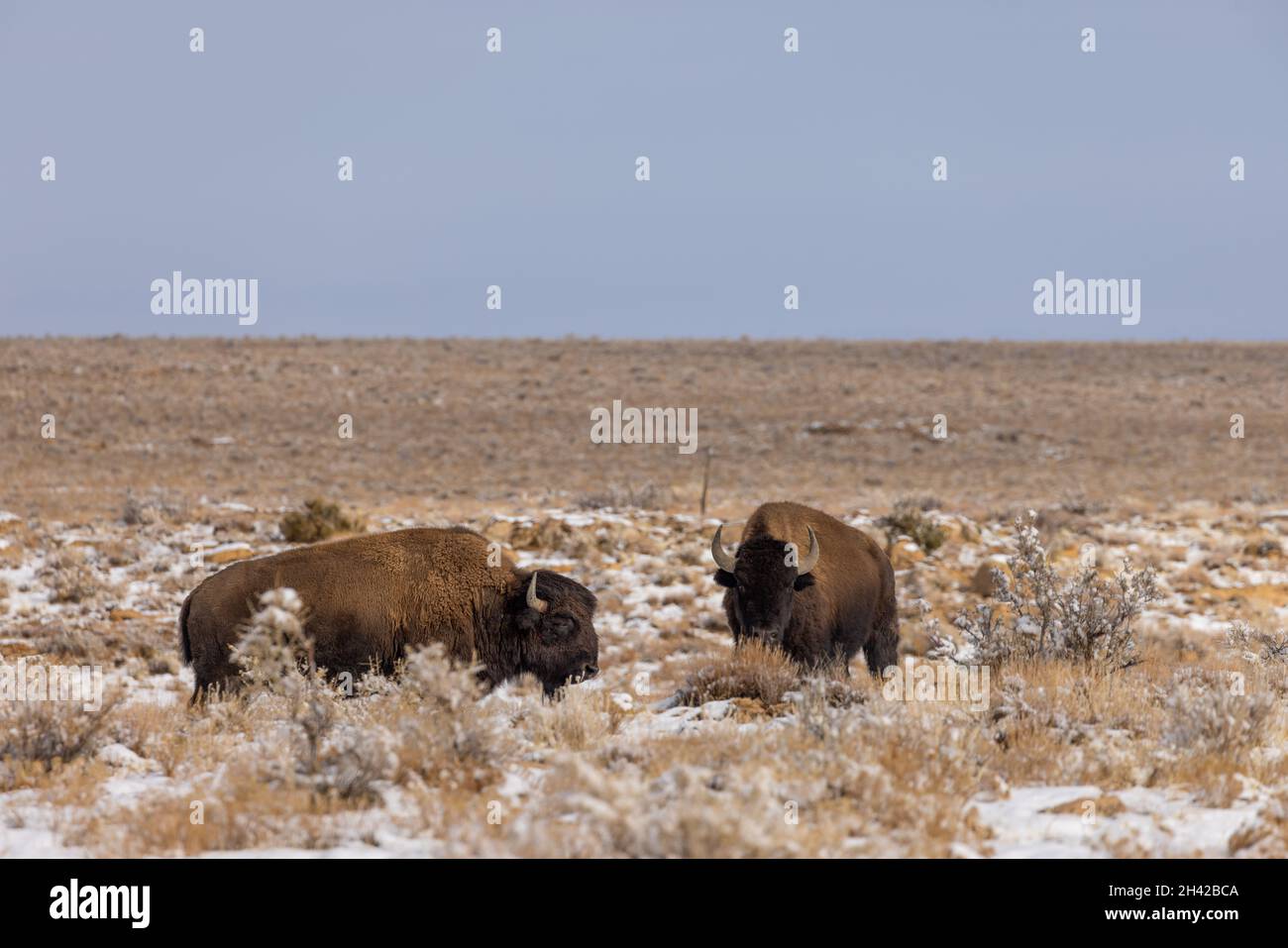 Bull Bison in Arizona in Winter Stock Photo - Alamy