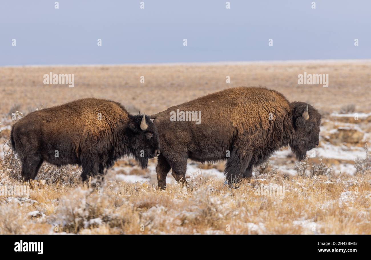 Bull Bison in Arizona in Winter Stock Photo - Alamy