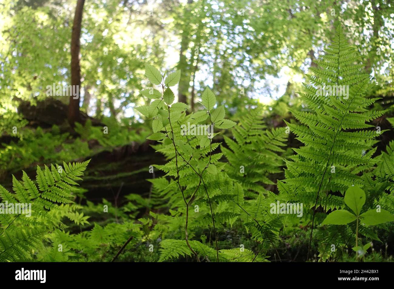 Upper river boat tour, Wisconsin Dells, Wisconsin Stock Photo - Alamy