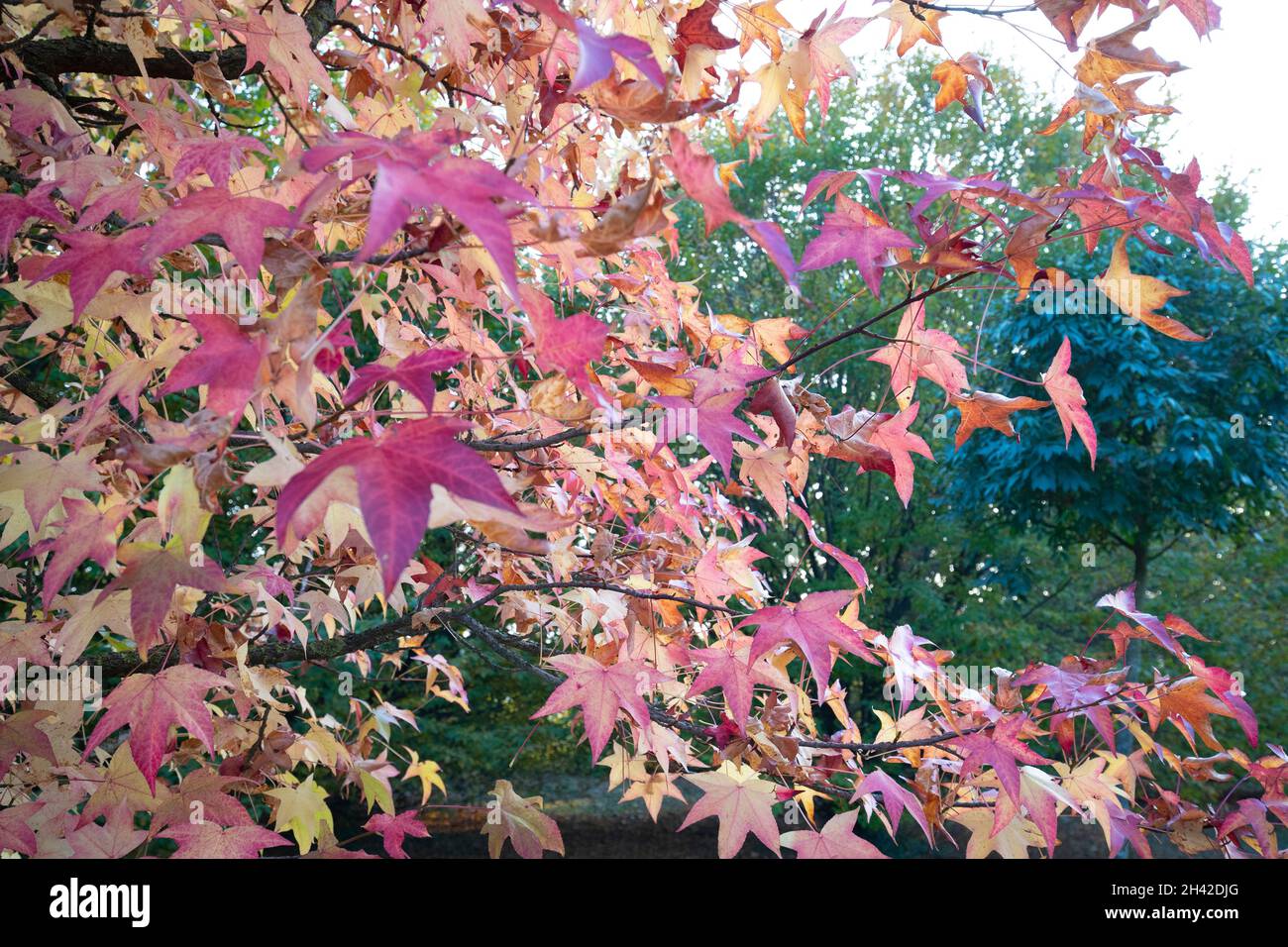 End of October in metropolitan city of Venice where trees show amazing ...