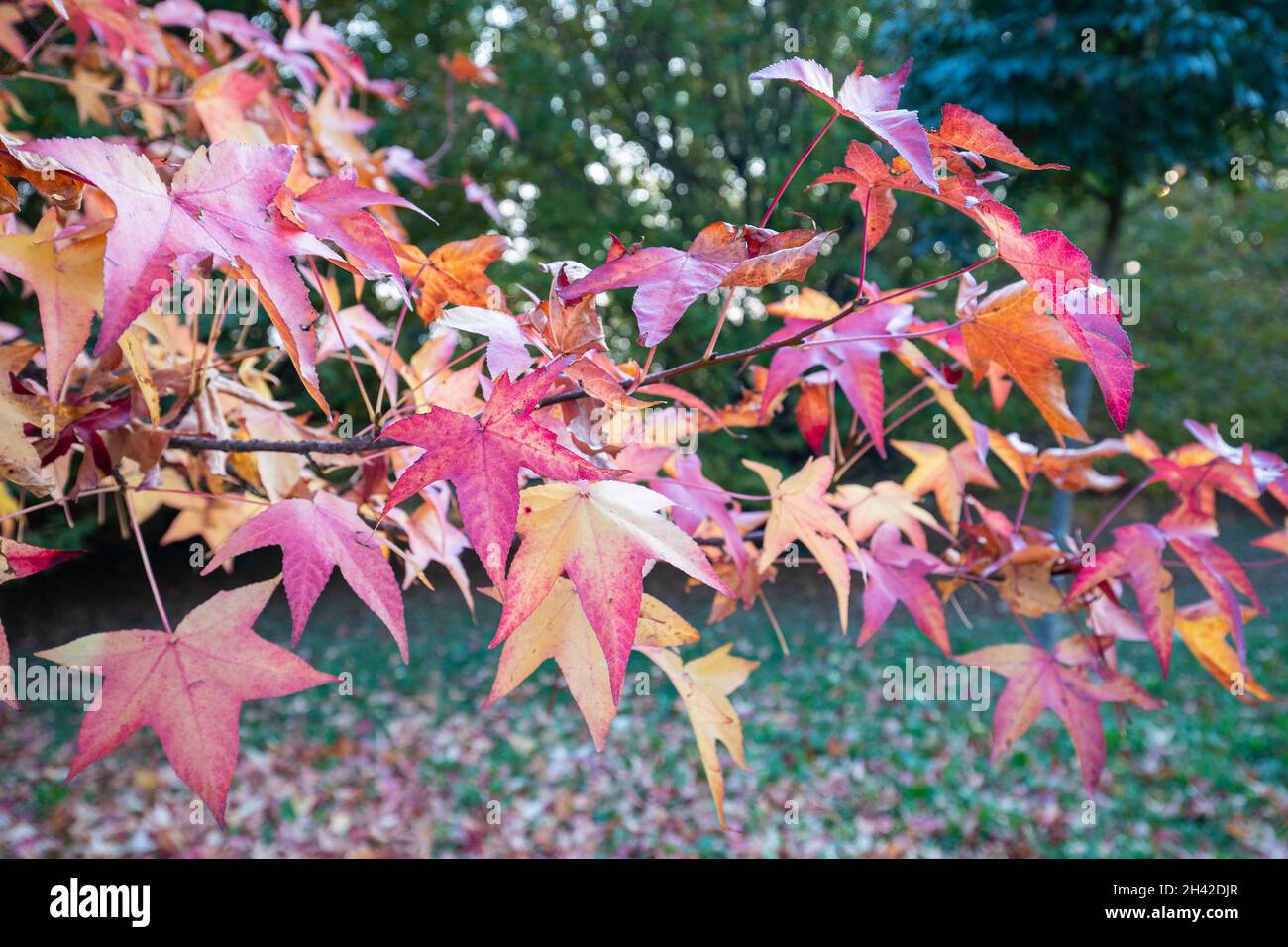 End of October in metropolitan city of Venice where trees show amazing ...