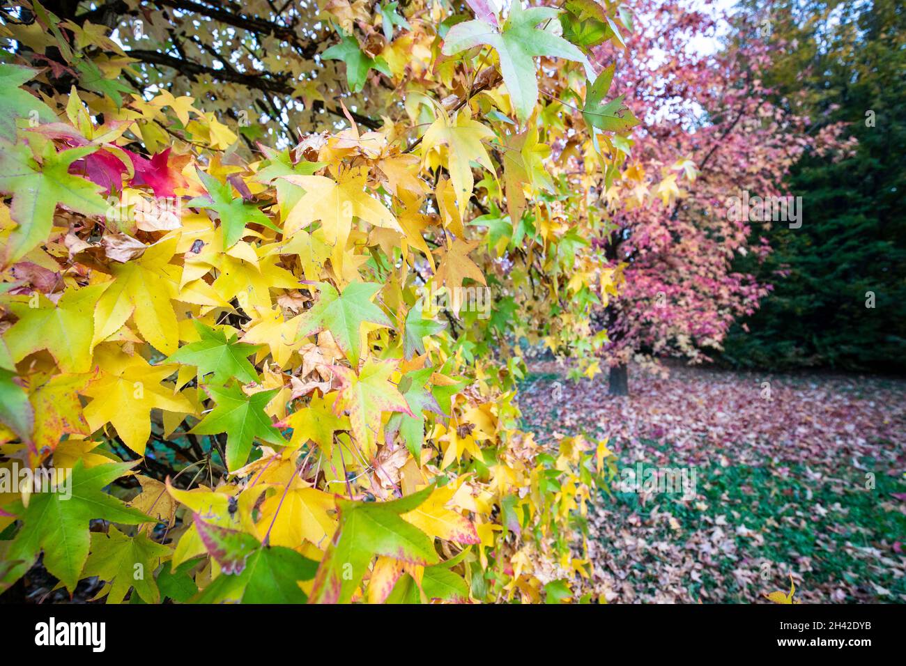 End of October in metropolitan city of Venice where trees show amazing ...