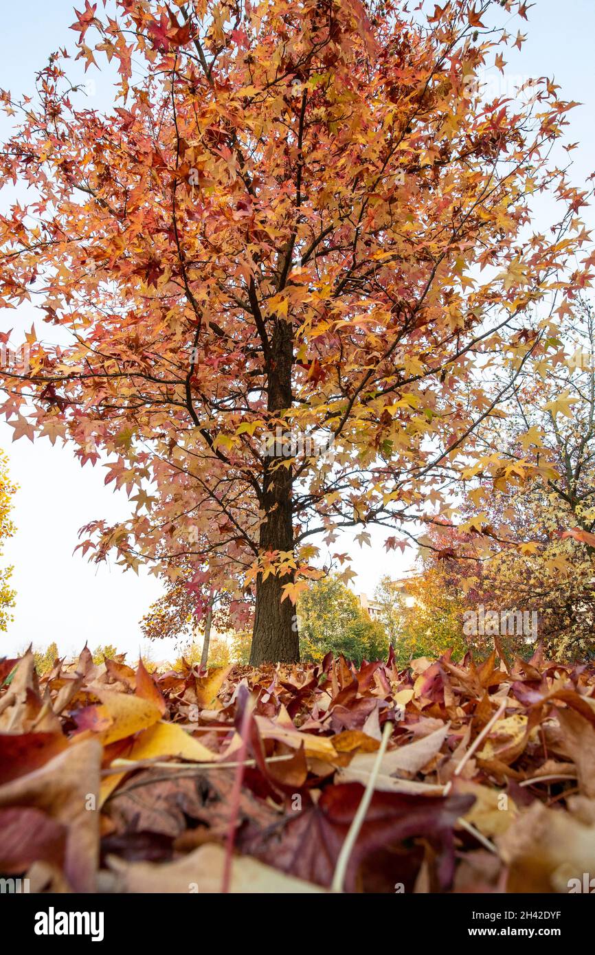 End of October in metropolitan city of Venice where trees show amazing ...