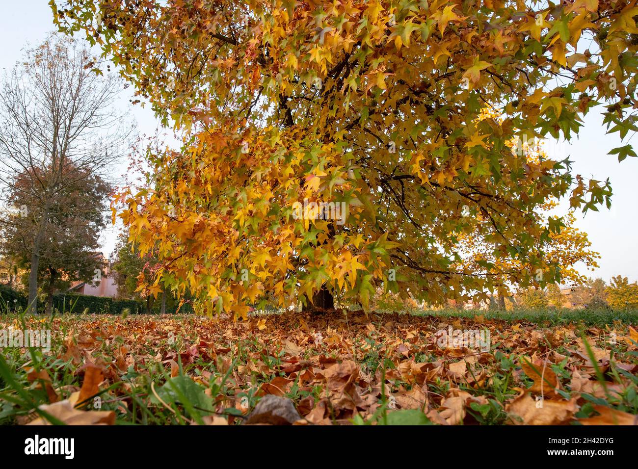 End of October in metropolitan city of Venice where trees show amazing ...