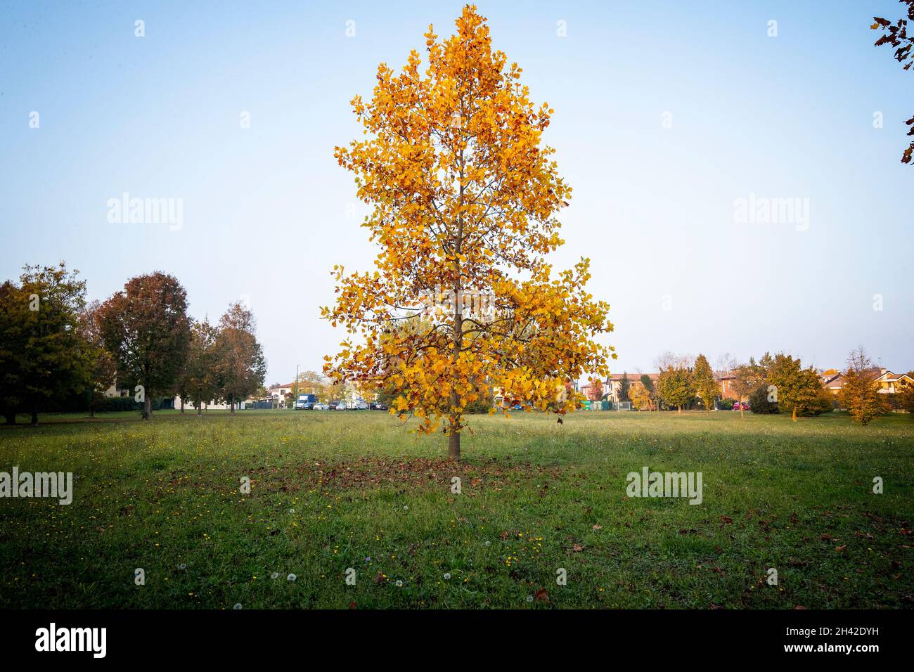 End of October in metropolitan city of Venice where trees show amazing ...