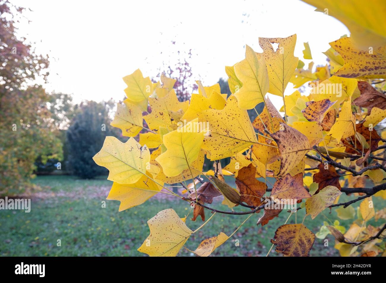 End of October in metropolitan city of Venice where trees show amazing ...