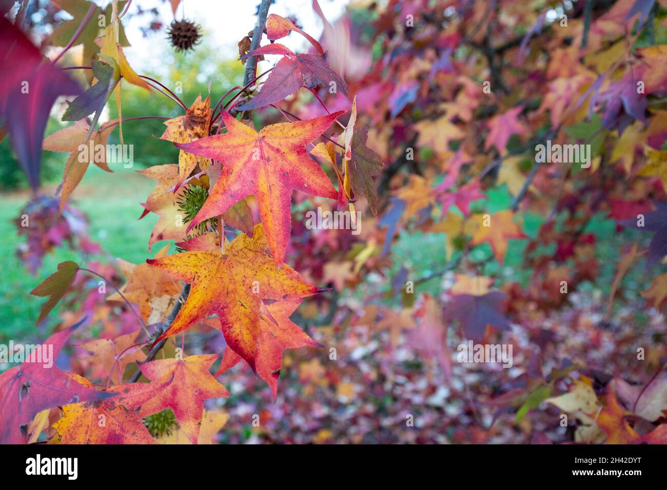 End of October in metropolitan city of Venice where trees show amazing ...