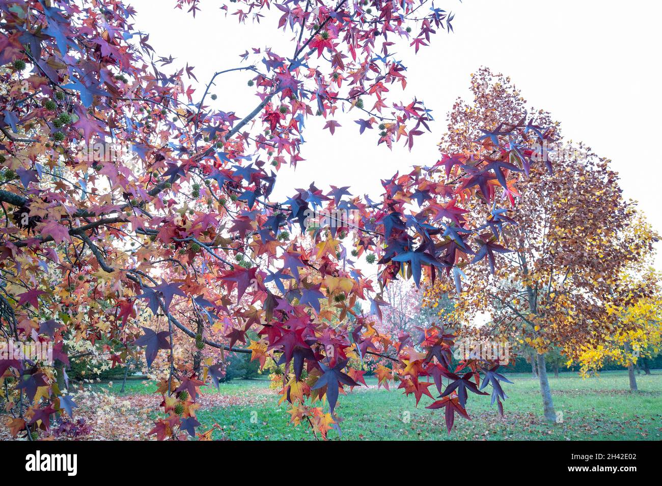 End of October in metropolitan city of Venice where trees show amazing ...